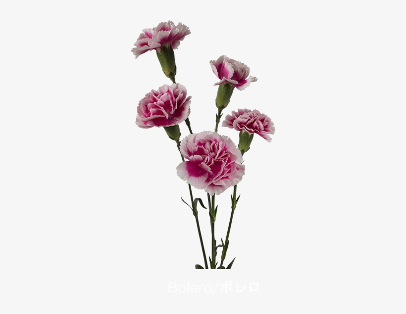 Colibri Flowers Minicarnation Bolero, Grower Of Carnations, - Carnation ...