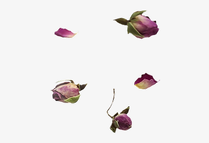 Roses Rose Flower Flowers Falling Розы Роза Цветок - Petal Transparent ...