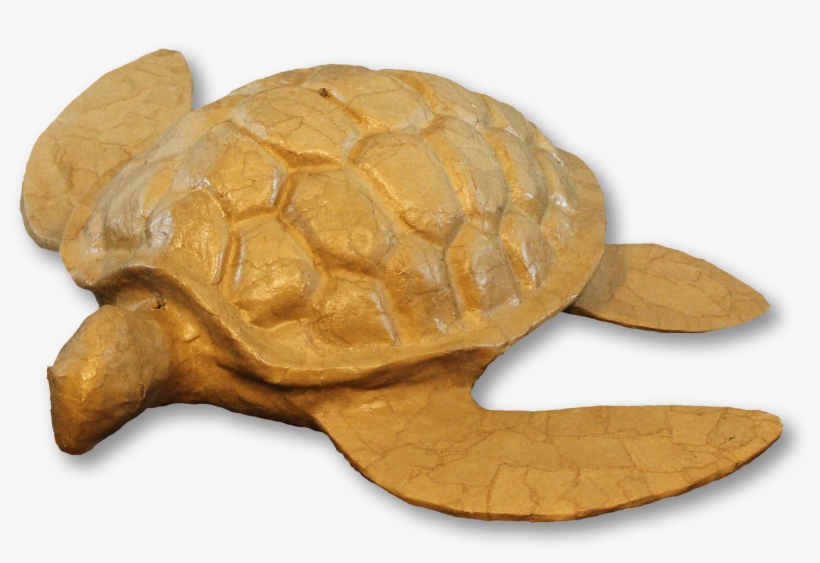 Turtle, Adult - Urn Transparent PNG - 2000x2000 - Free Download on NicePNG