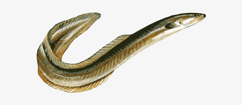 Electric Eel Clipart At Getdrawings - Eel With No Background ...