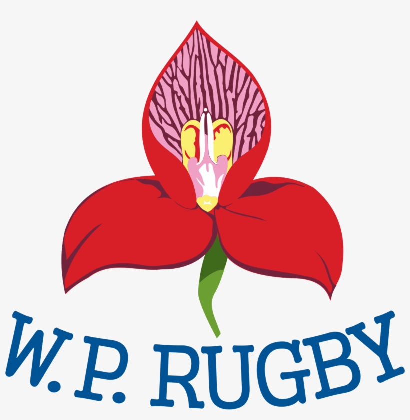 Download - Western Province Rugby Union Transparent PNG - 1200x1171 ...