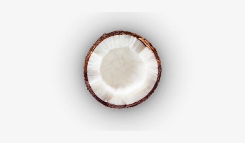 Download Coconut - Circle - HD Transparent PNG - NicePNG.com