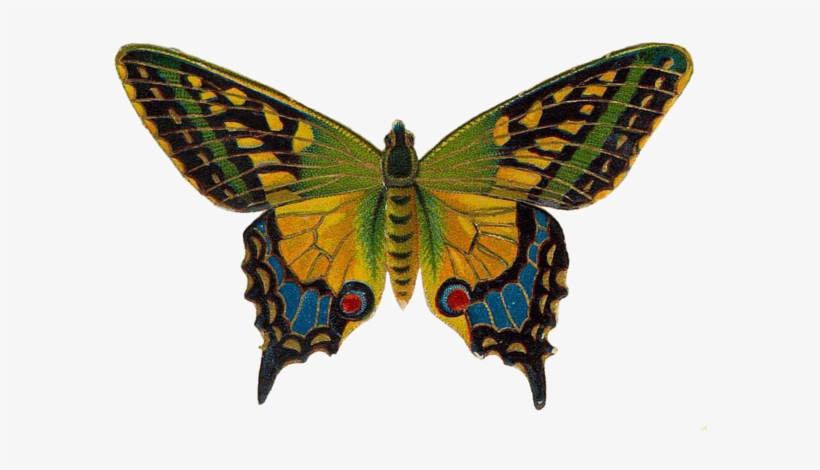 Vintage Butterfly Moth Bugs Butterflies Victorian Cameo Transparent PNG ...