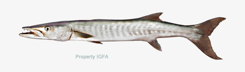 Barracuda, Guinean - Barracuda Fin Transparent PNG - 720x222 - Free ...
