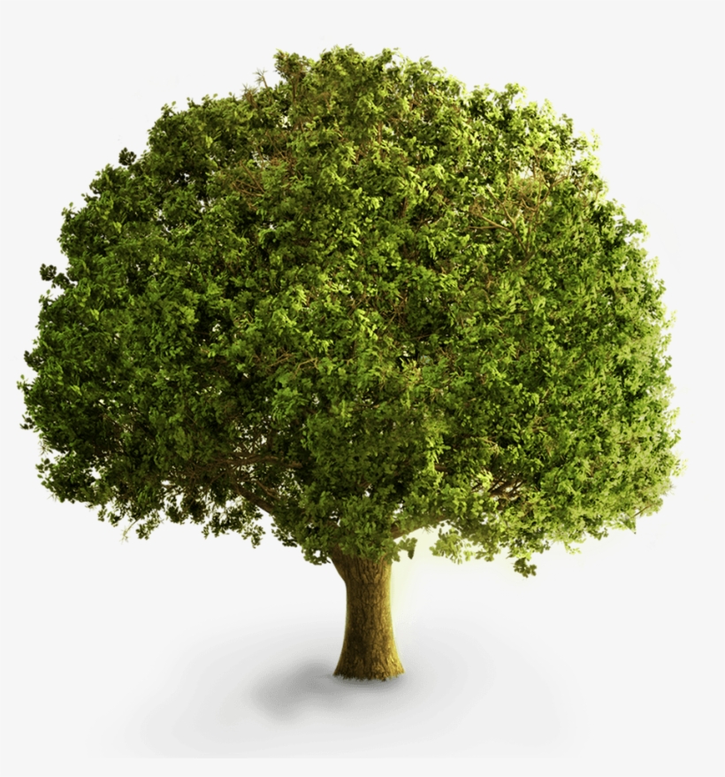 Big-arbre2 - Tree Front View Png Transparent PNG - 940x961 - Free ...