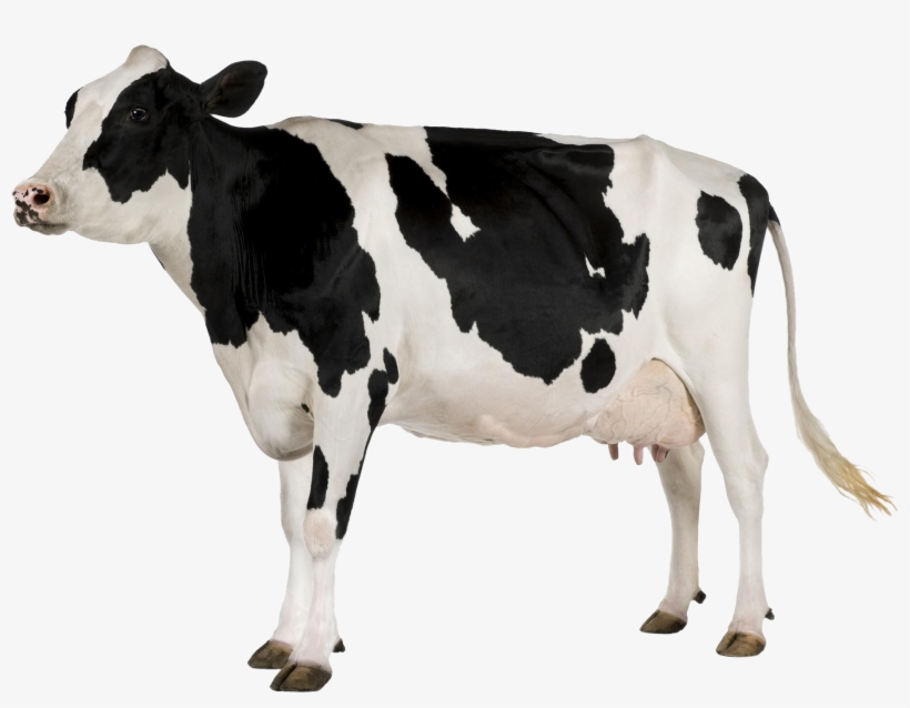 Cow Png Image - Cow Transparent Transparent PNG - 1500x1097 - Free ...