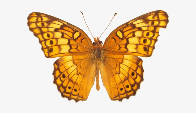 Butterfly High Quality Png - Light Orange Yellow Butterfly Transparent ...