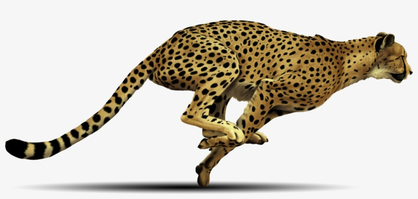 Cheetah Free Png Image - Cheetah Png Transparent PNG - 1034x442 - Free ...