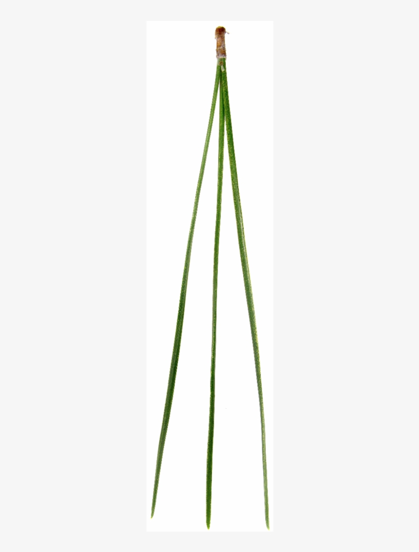 Download Pine Needle Png - Pine - HD Transparent PNG - NicePNG.com