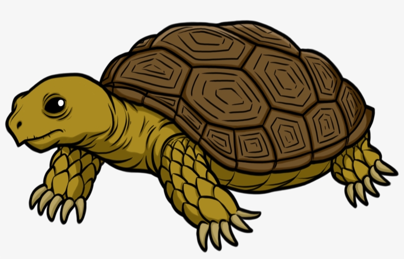 Tortoise Transparent Png Image - Tortoise Png Transparent PNG ...