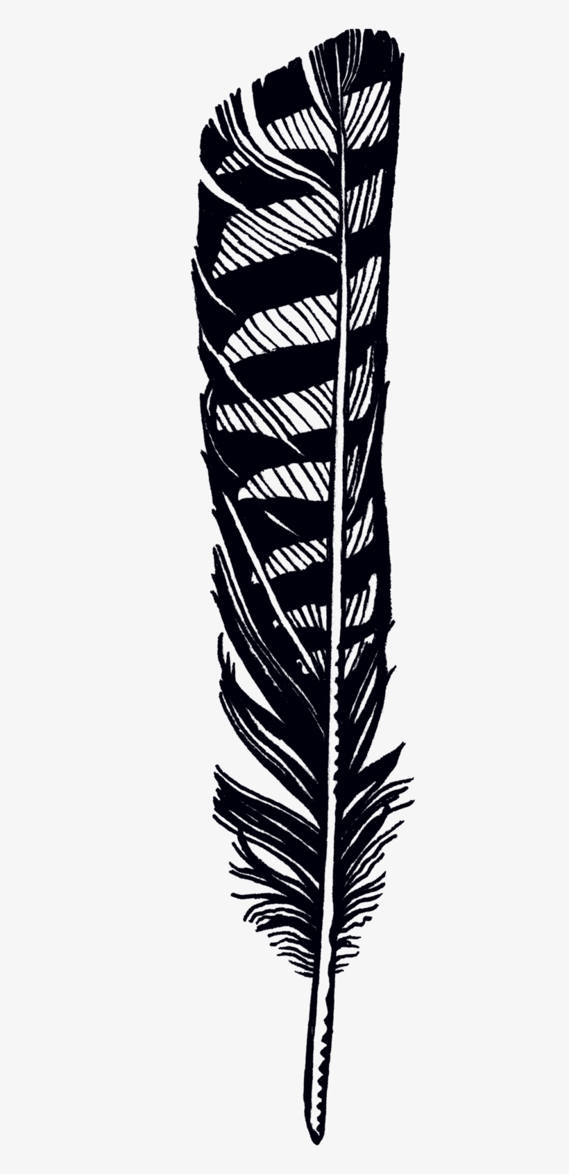 Hawk Feather - Black And White Ink Feather Drawing Transparent PNG ...
