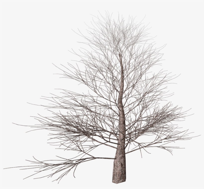 Tree No Leaves Png Transparent PNG - 1280x800 - Free Download on NicePNG