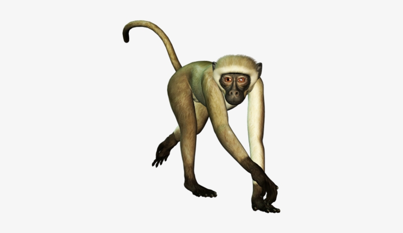 White-monkey - White Monkey Png Transparent PNG - 331x400 - Free ...