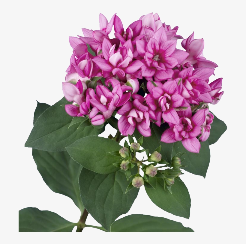 Bouvardia Flower Essence | Best Flower Site