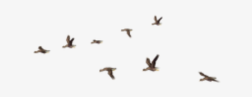Flying Bird Clipart Bird Png - Birds For Photoshop Png Transparent PNG ...