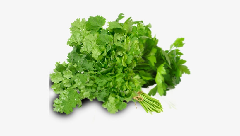 Does Parsley Look Like Transparent PNG - 487x460 - Free Download on NicePNG