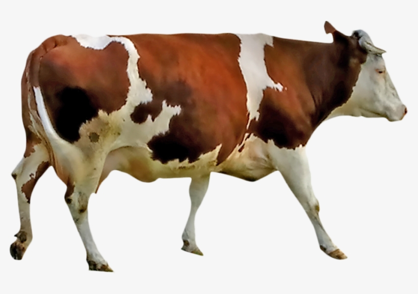 Krishna Mukut Png Transparent PNG - 800x506 - Free Download on NicePNG