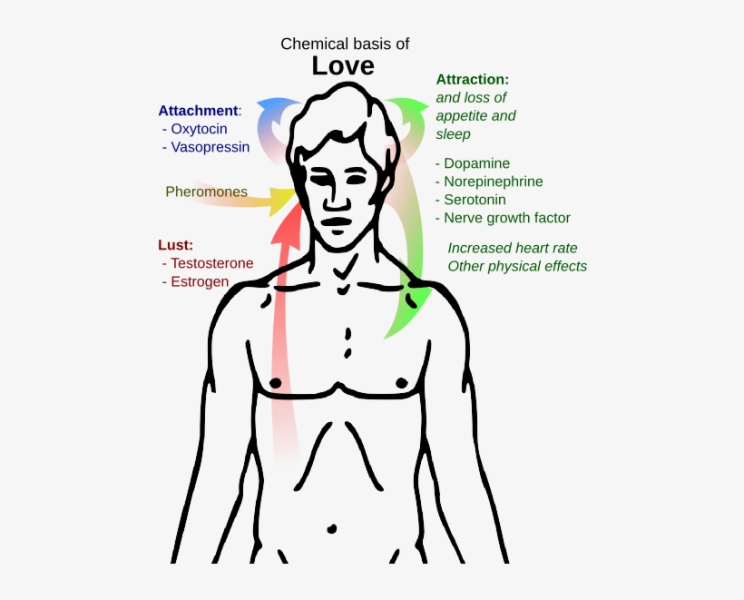 Chemical Basis Of Love Transparent PNG - 492x580 - Free Download on NicePNG