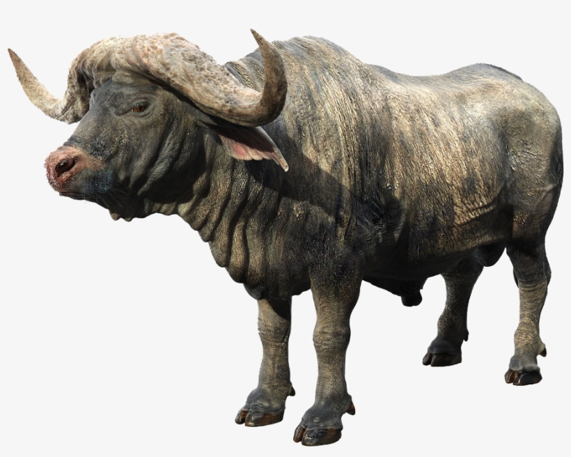 African Buffalo Transparent PNG - 1480x800 - Free Download on NicePNG