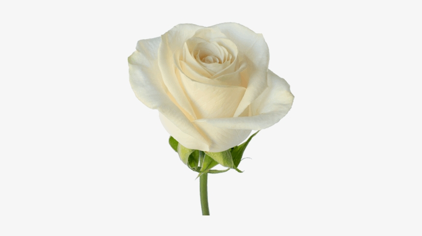 Vendela - Cream Colored Rose Png Transparent PNG - 380x430 - Free ...