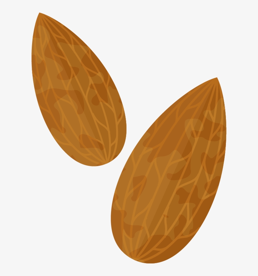 Almond Png Clipart Image 01 - Almond Png Animated Transparent PNG ...