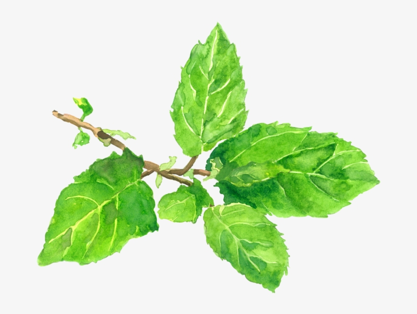 Tulsi Leaf Png