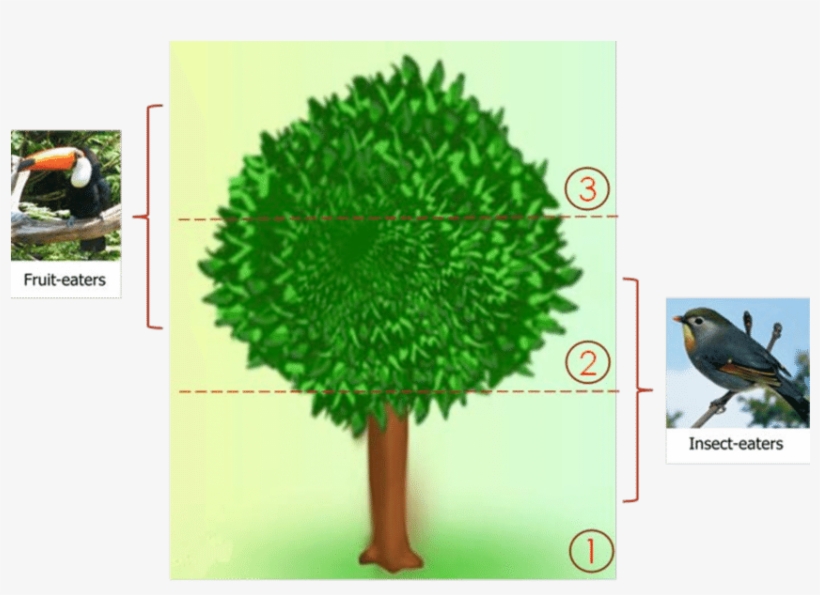 The Usage Of The Neem Tree - Scientific Diagram Transparent PNG ...