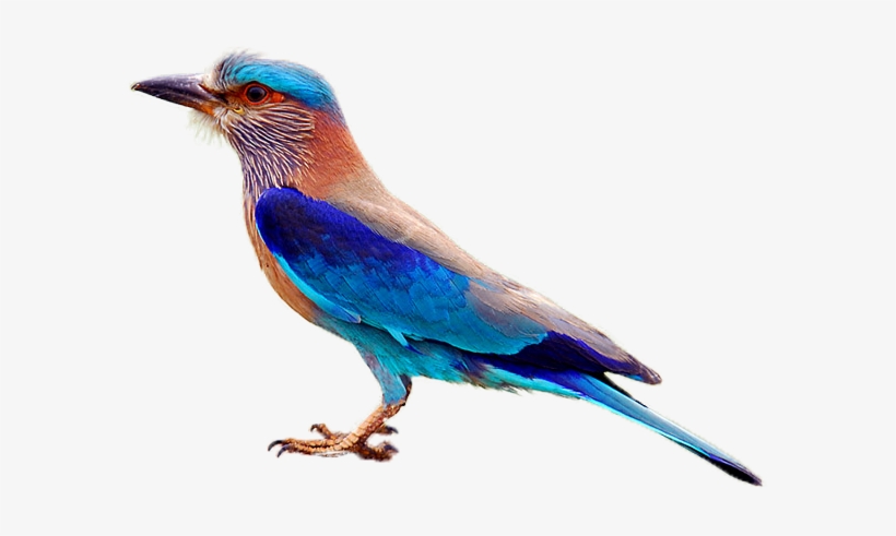 Indian Roller - Telangana Bird Transparent PNG - 600x429 - Free ...