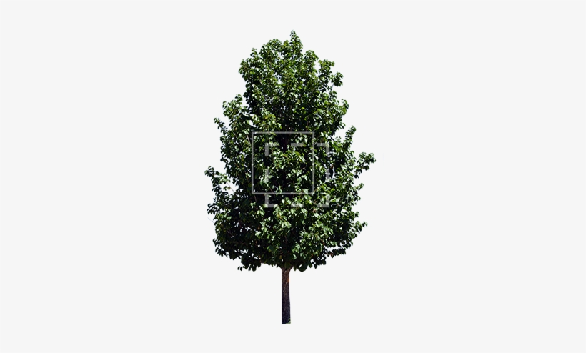 Another Tree - Alder Tree Png Transparent PNG - 450x450 - Free Download ...