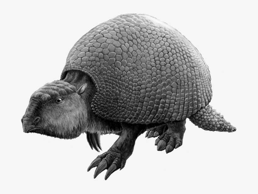 Glyptodon Silhouette - Glyptodon Transparent PNG - 691x538 - Free ...