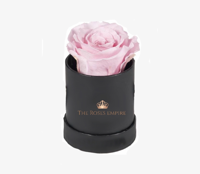 Single Rose Box Transparent PNG - 475x633 - Free Download on NicePNG