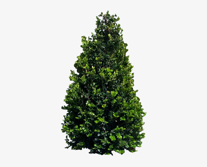 Close - Bush Without Background Png Transparent PNG - 366x600 - Free ...