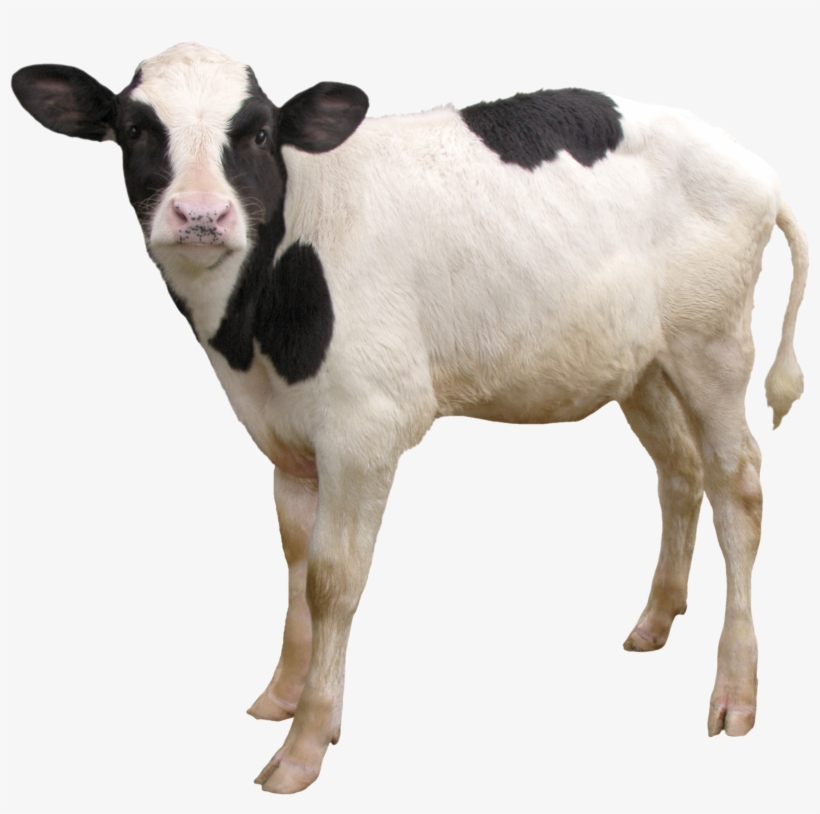 Cow Png - Calf Png Transparent PNG - 2576x2432 - Free Download on NicePNG