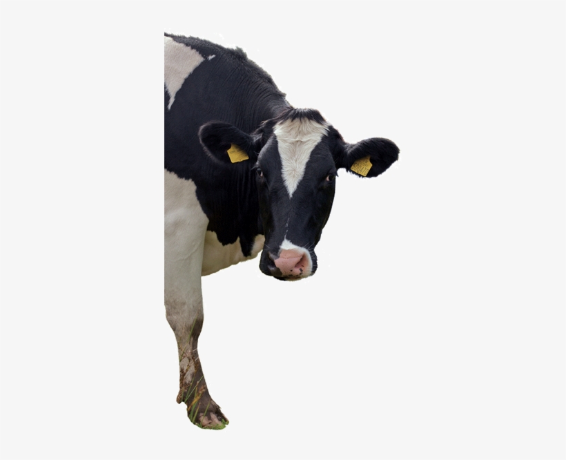 But Hold On A Second, Just How Exactly Did The Cow-milking - Moo Man ...