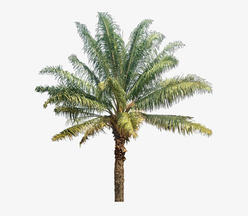 Oil Palm Tree Png Transparent PNG - 587x634 - Free Download on NicePNG