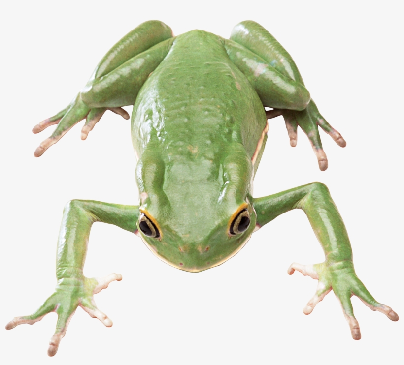 Frog Png Transparent PNG - 2014x1725 - Free Download on NicePNG