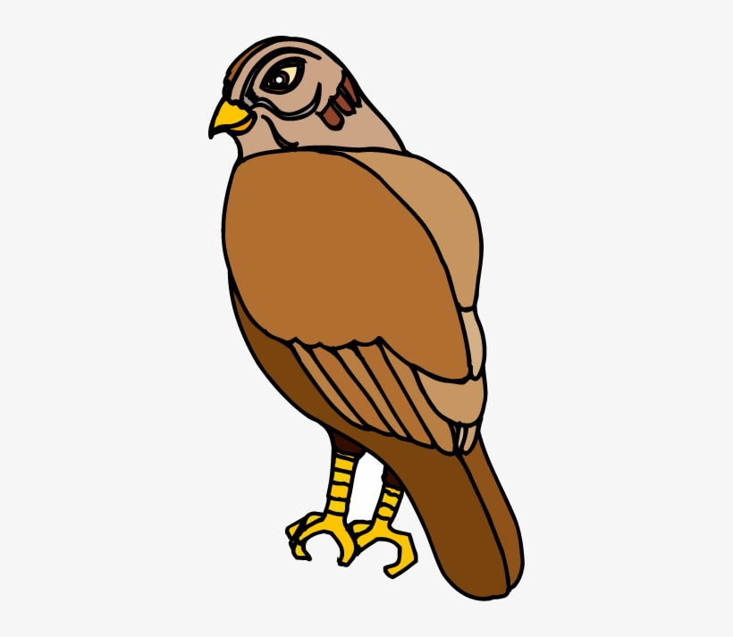Red Tailed Hawk Clipart