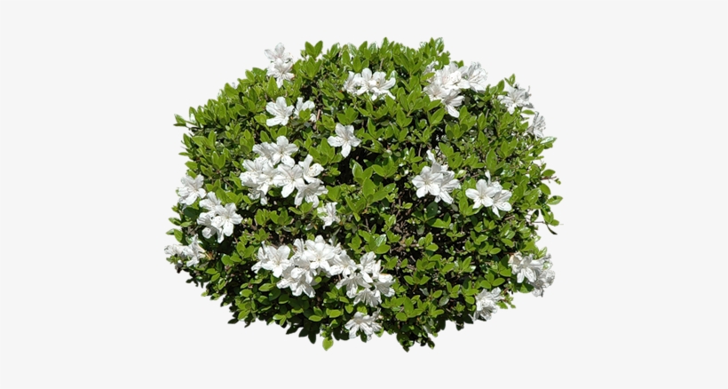Shrubs Top View Png