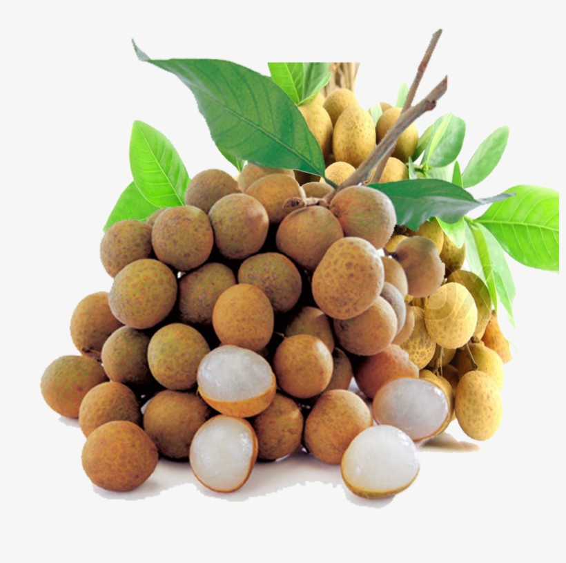 Longan Tree Bonsai