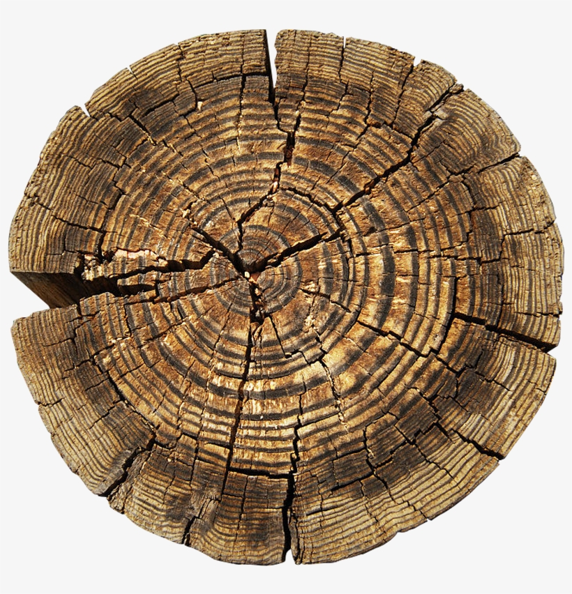 Tree Stump Texture