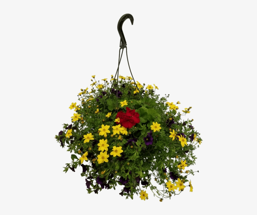 10" Hanging Basket, Mixed Annuals - Festival Transparent PNG - 500x611 ...