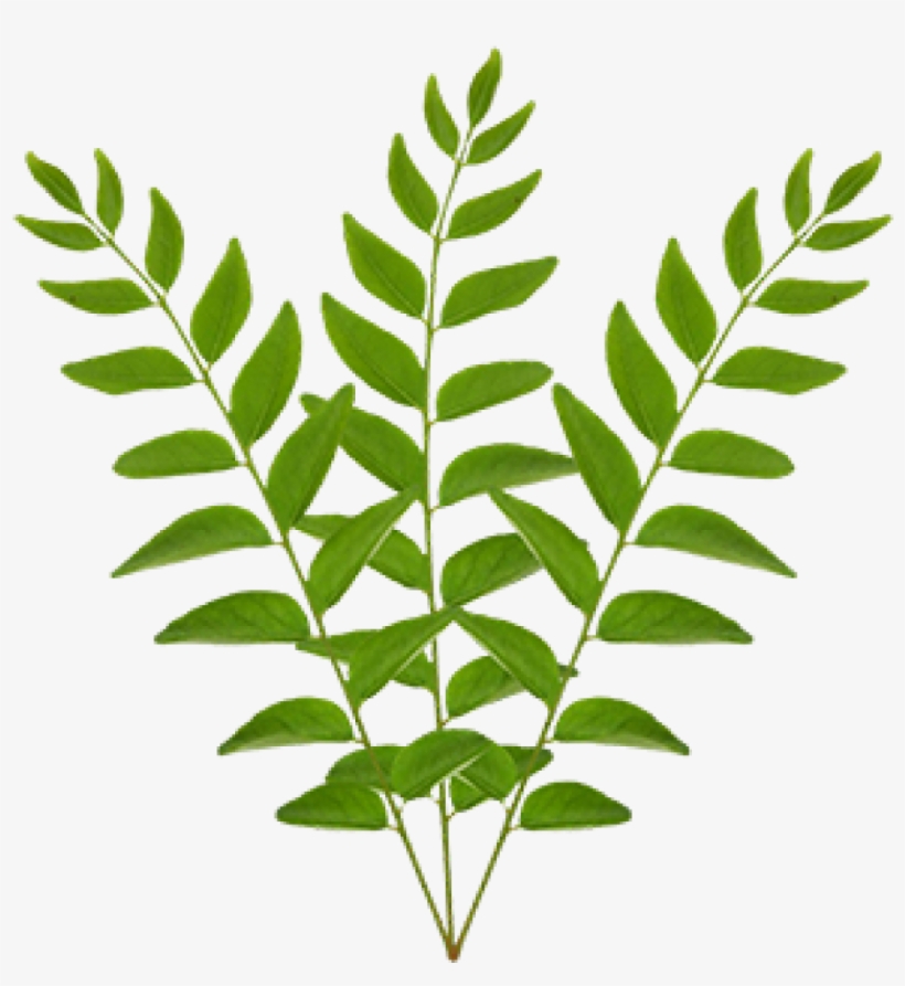 Curry Leaves - Curry Tree Transparent PNG - 1000x1000 - Free Download ...