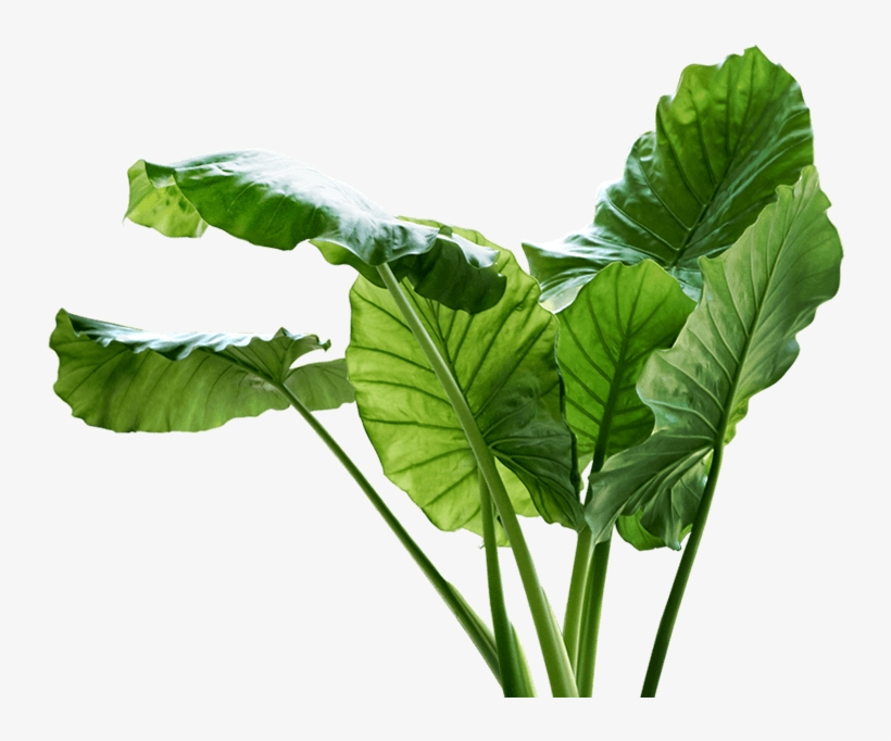 Customizable Frame - Big Leaf Plant Png Transparent PNG - 742x601 ...