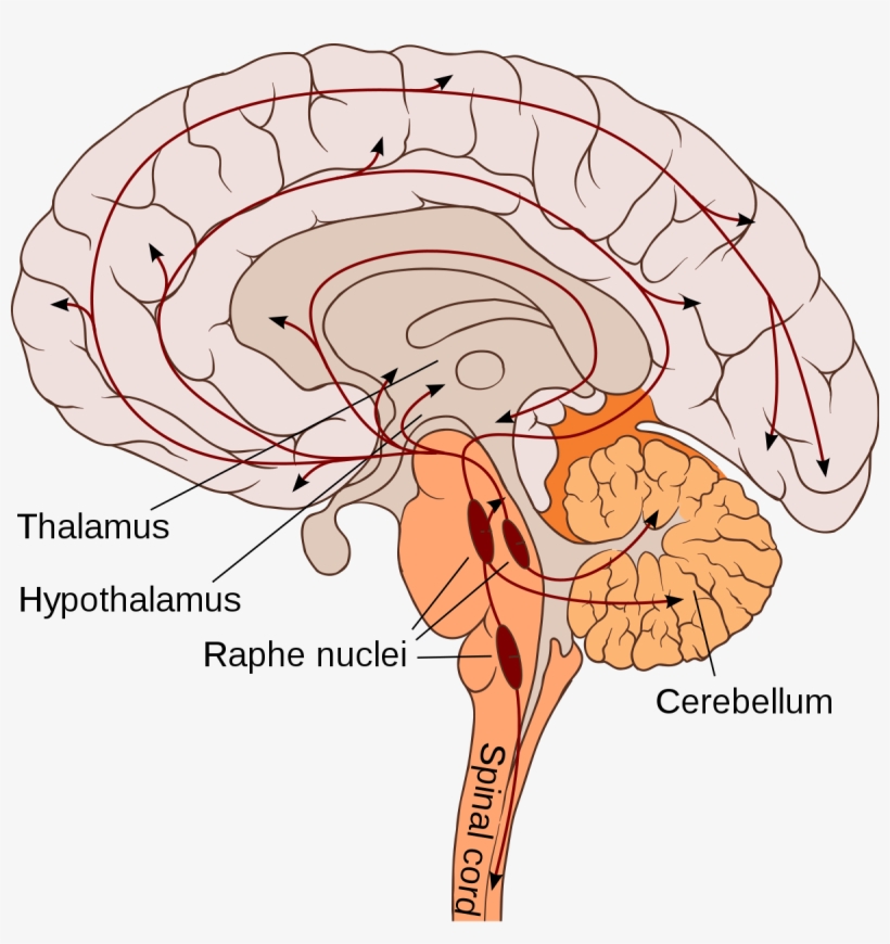 Pons On The Brain Transparent PNG - 1200x1216 - Free Download on NicePNG