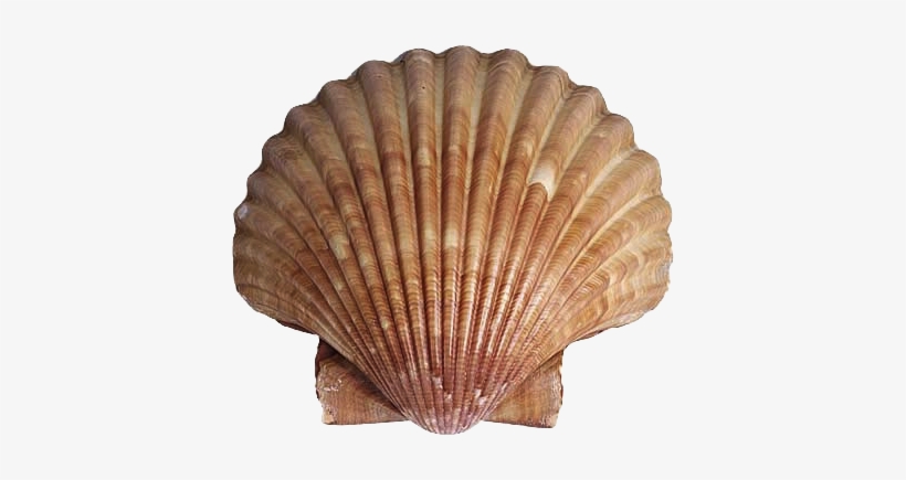 Open Clam Png - Animals That Have Shell Transparent PNG - 600x400 ...