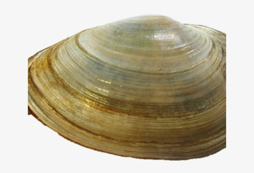 Clam Transparent PNG - 640x480 - Free Download on NicePNG
