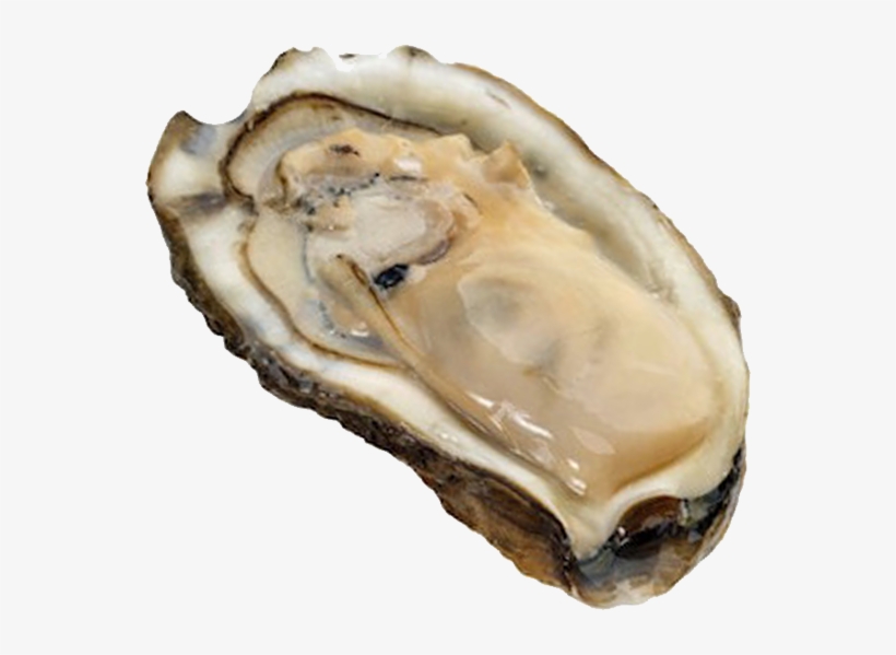 Download Oyster - Oyster Png - HD Transparent PNG - NicePNG.com