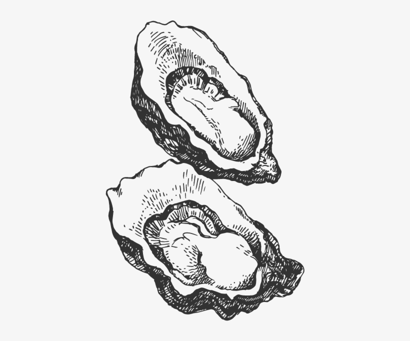Oyster Sketch