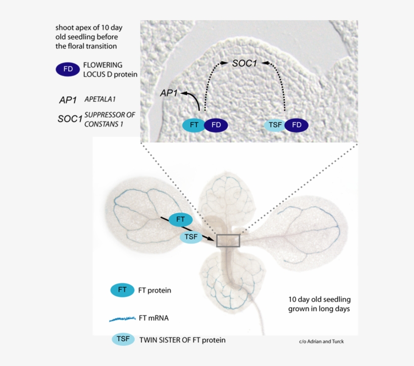 Ft Fulfills The Criteria For The Flowering Hormone - Florigen ...
