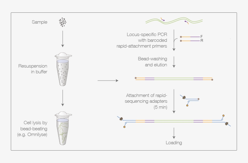 1 Laboratory Workflow For Barcoded 16s And Co1 Sequencing - Barcode Co1 ...